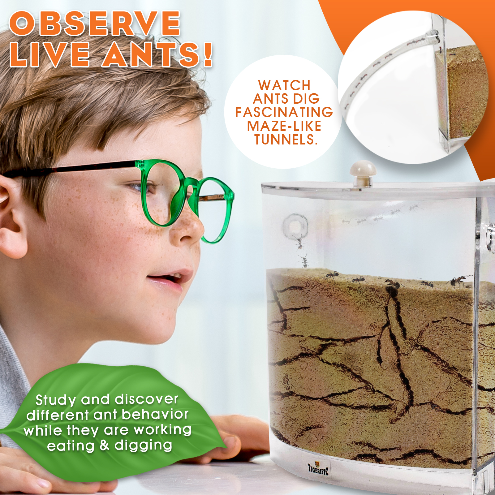 Tigerific Ant Farm for Live Ants – Real Sand Ant Colony Kit for ...