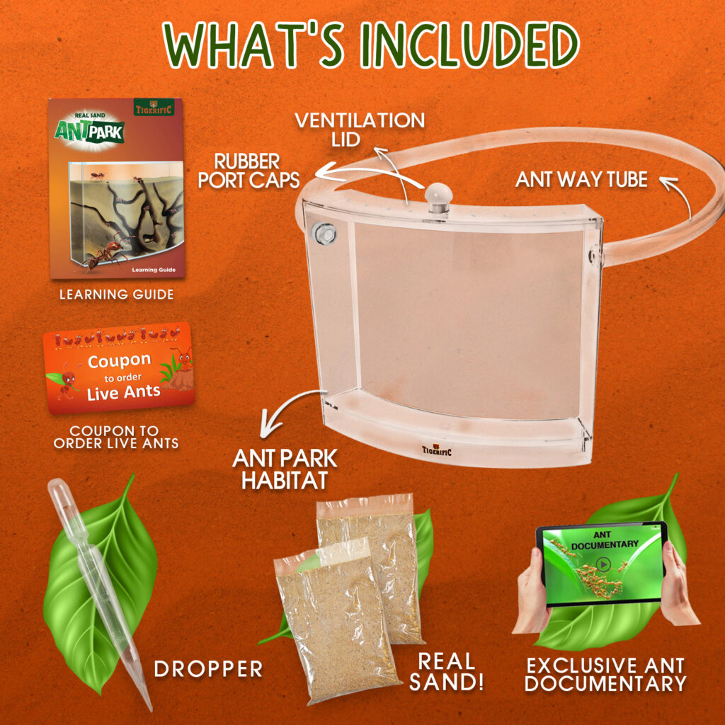Tigerific Ant Farm for Live Ants – Real Sand Ant Colony Kit for ...