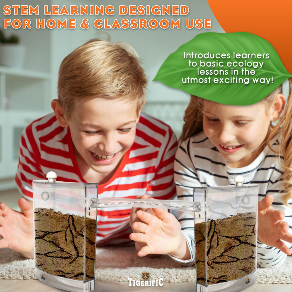 Tigerific Ant Farm for Live Ants – Real Sand Ant Colony Kit for ...